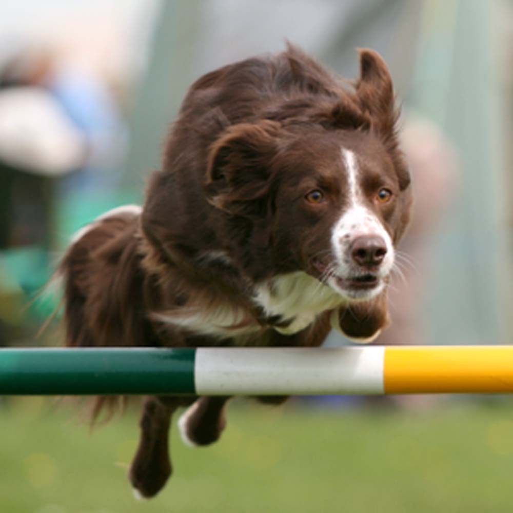 Readings & Tarot - ispeakwithanimals.com